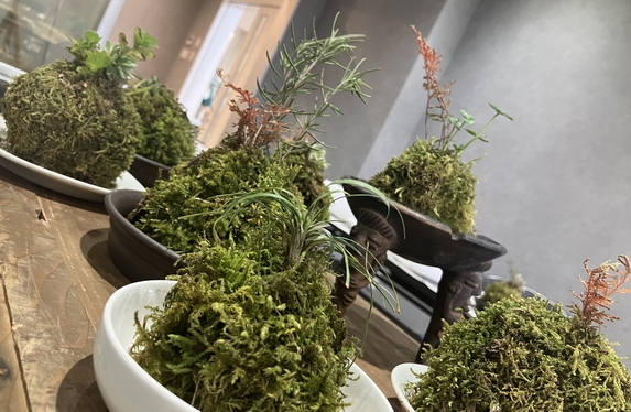 里山資材の苔玉作り